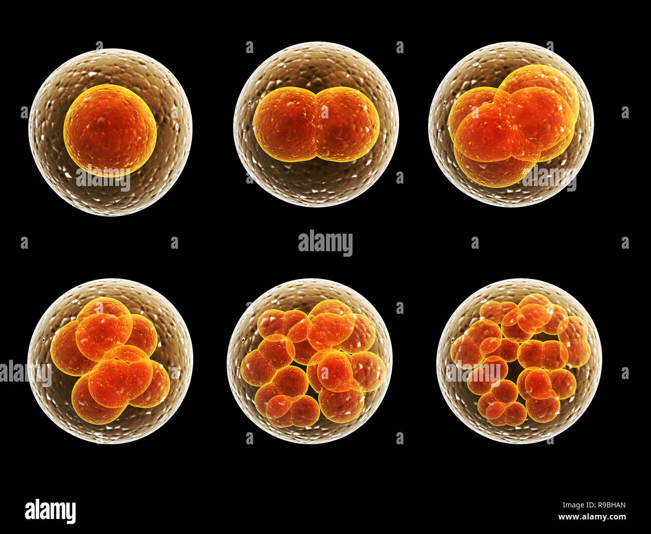 Process division of cell. Isolated on black background Stock Photo - Alamy
