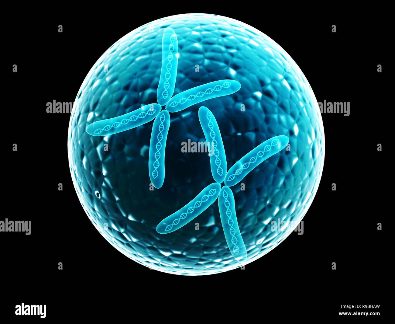 Two X chromosome in cell. Isolated on black background Stock Photo - Alamy