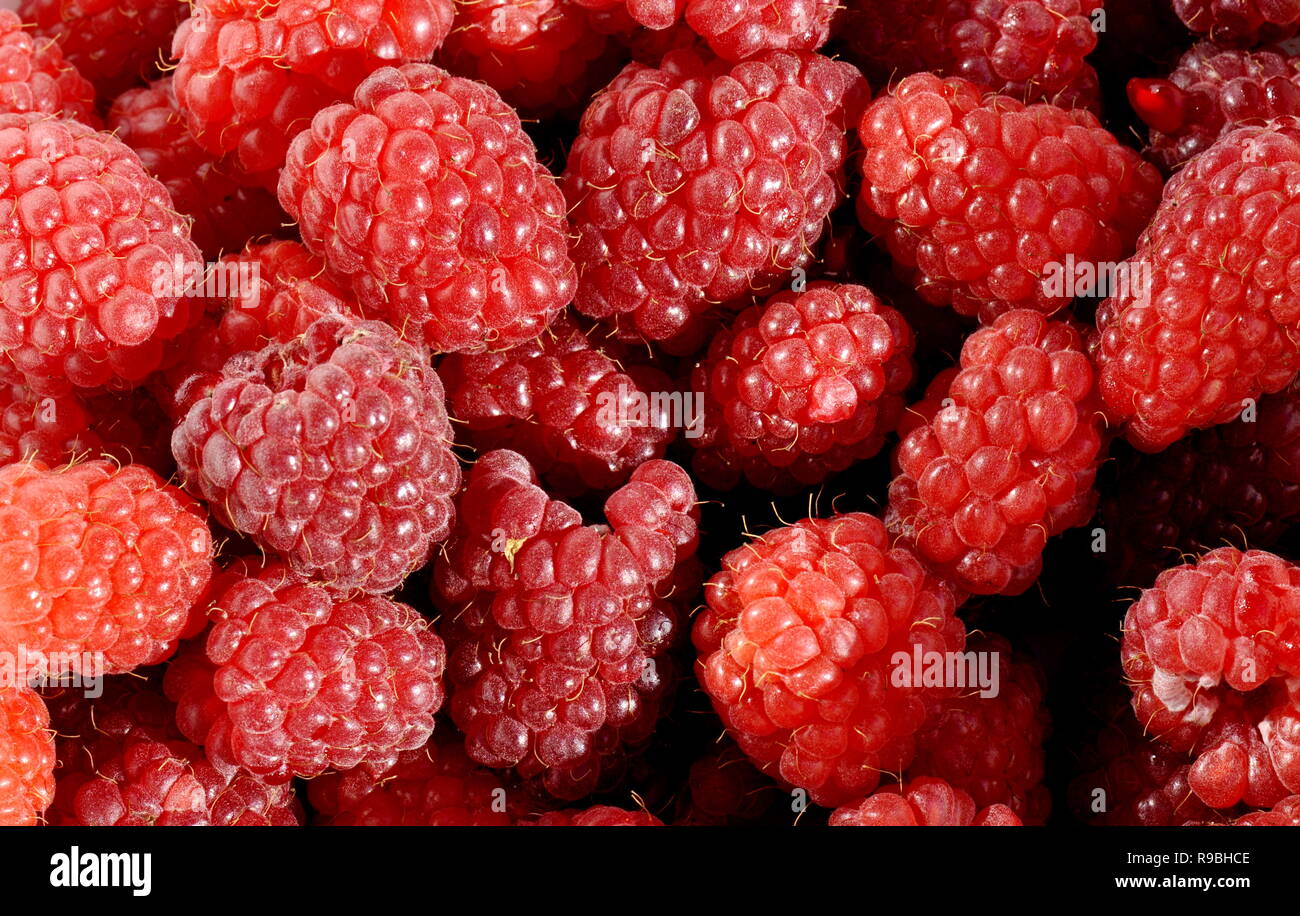 Closeup berries hi-res stock photography and images - Alamy