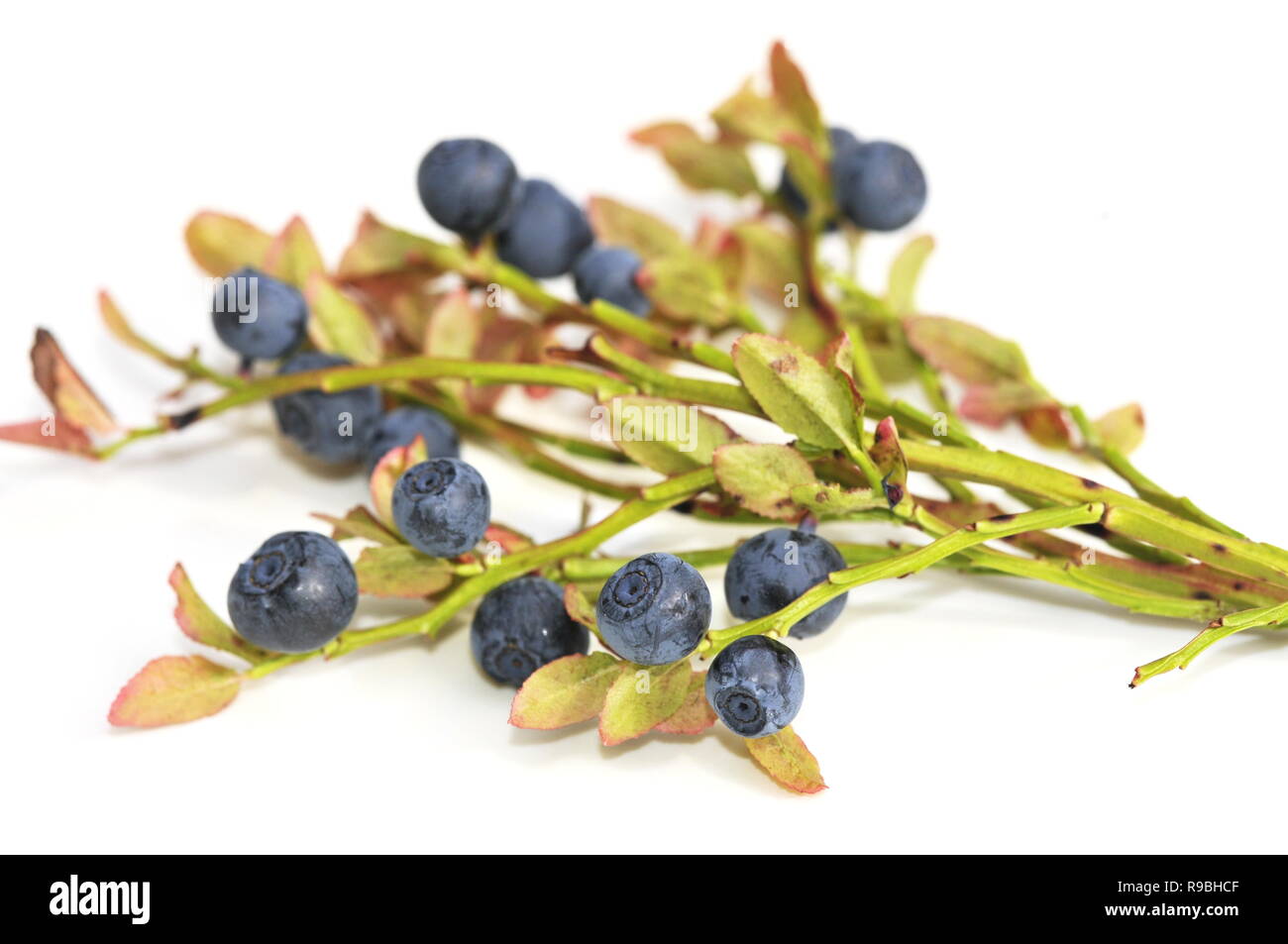 Closeup on autumn colored branch of European blueberry Vaccinium ...