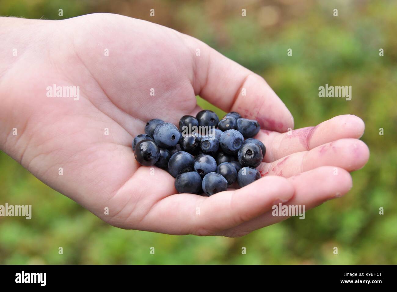 Girls hand offering fresh blueberries Stock Photo - Alamy