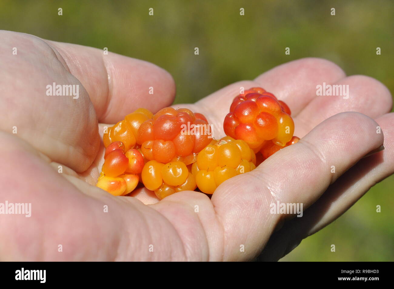 Marsh berries hi-res stock photography and images - Alamy