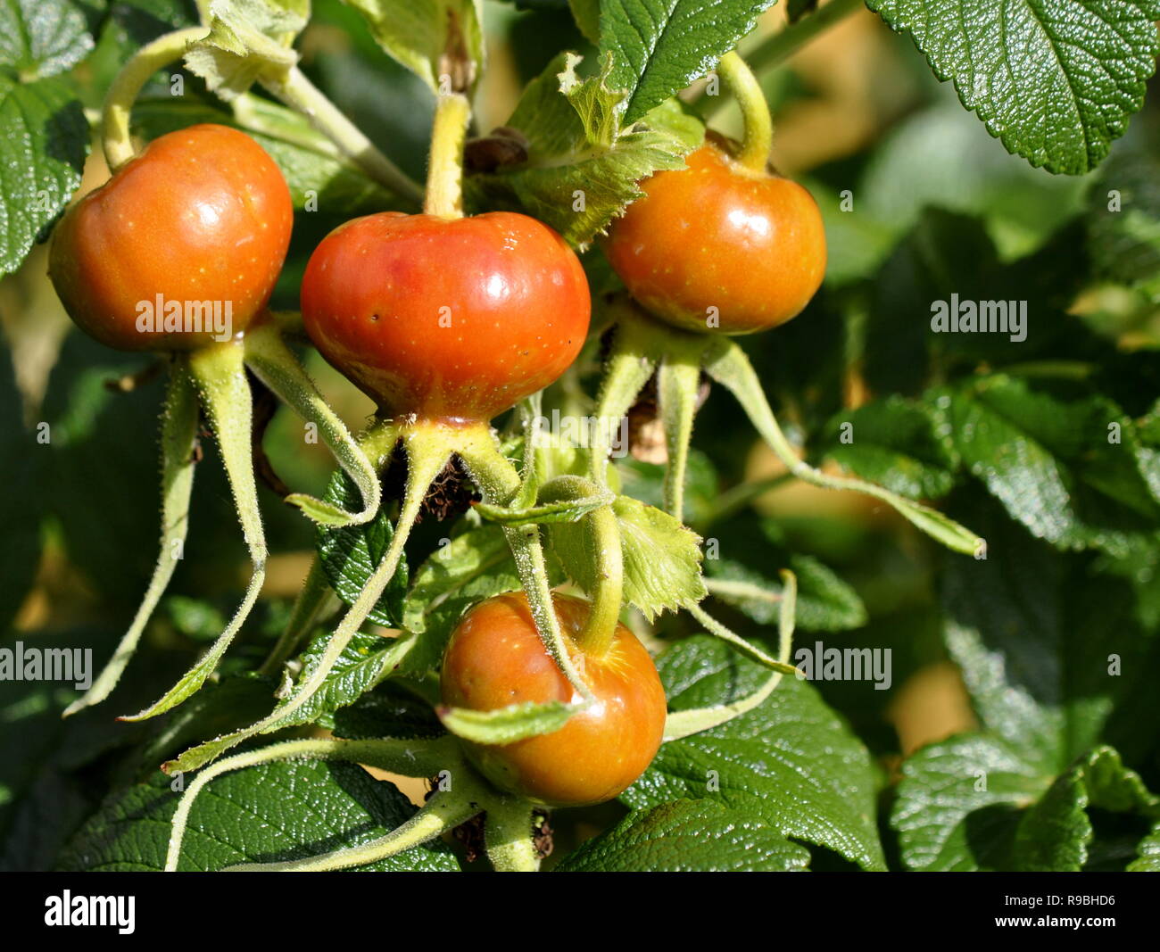 Rose hips plant hi-res stock photography and images - Alamy
