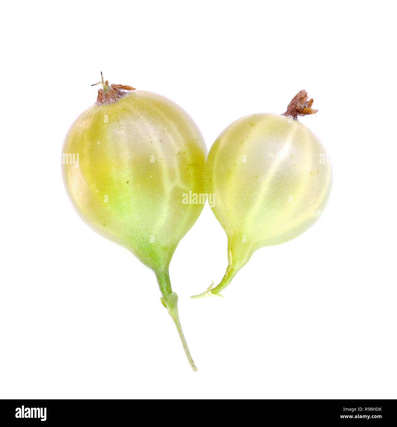 Gooseberry isolated on white background Stock Photo - Alamy