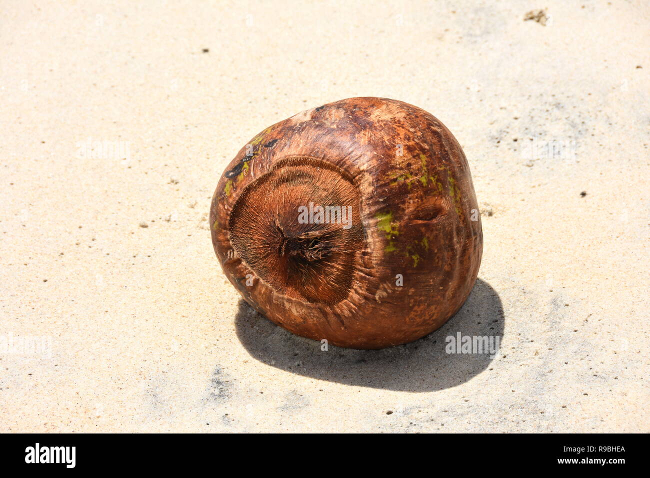 Coconut in the sand hi-res stock photography and images - Alamy