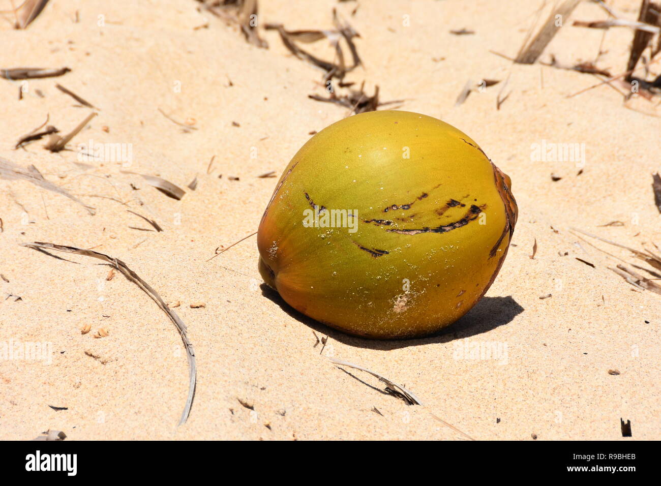 Fallen coconut laying in the sand on a beach Stock Photo - Alamy