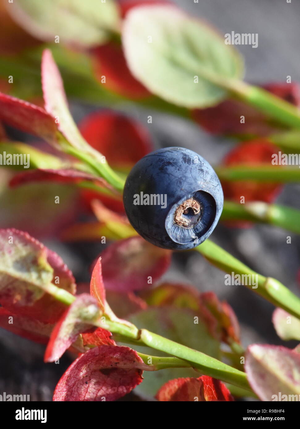 Closeup on autumn colored branch of European blueberry Vaccinium ...