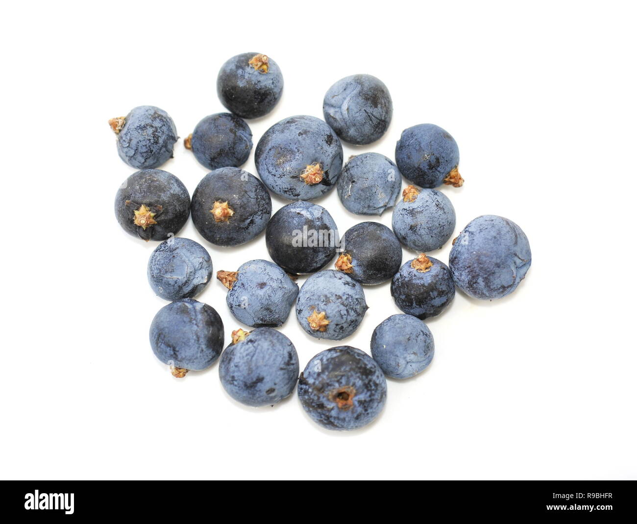 Blue Juniper berrylike cones on white background Stock Photo - Alamy
