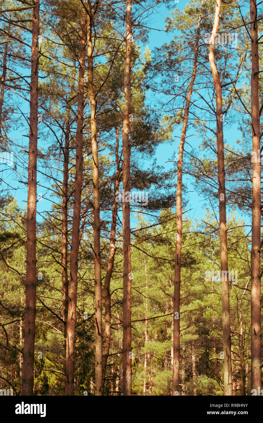 fall scenery, beauty of autumn - nature and environment concept ...