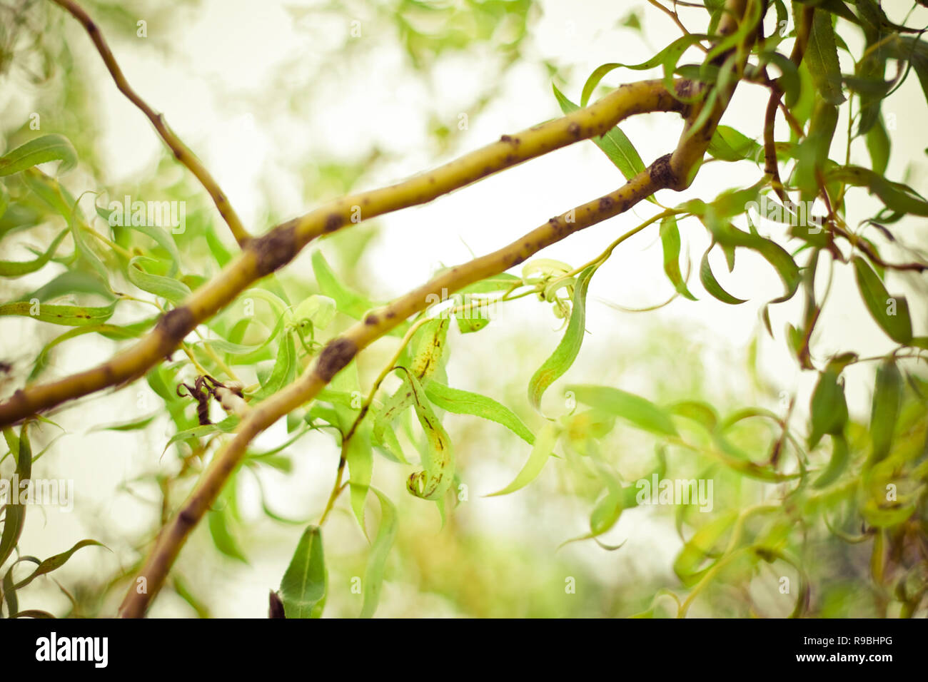 beauty of nature - environment, ecology, plants and gardening concept ...
