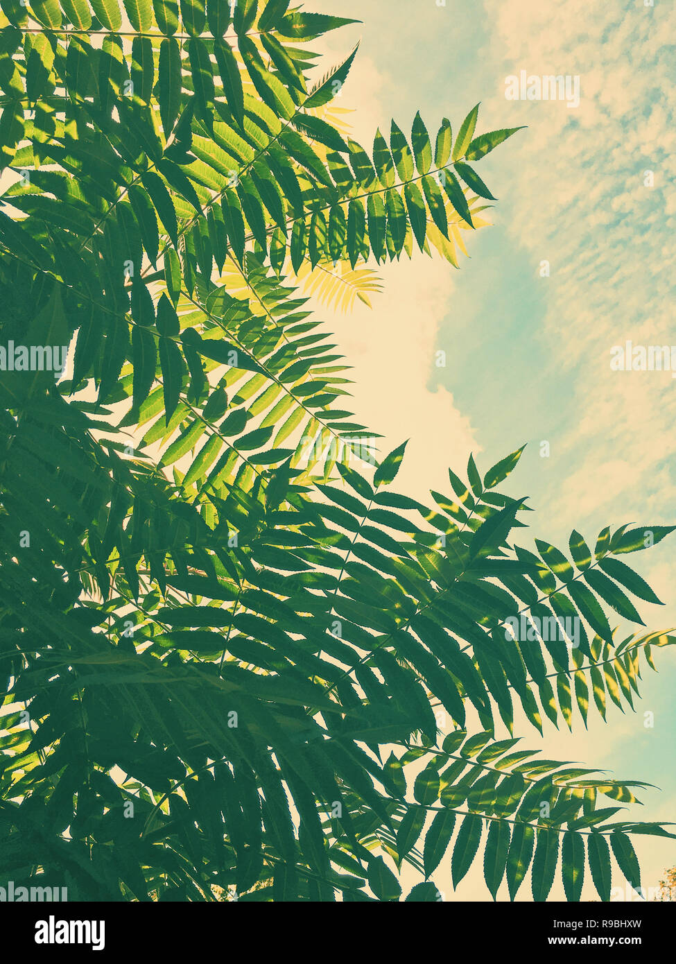 beauty of nature - environment, ecology, plants and gardening concept ...