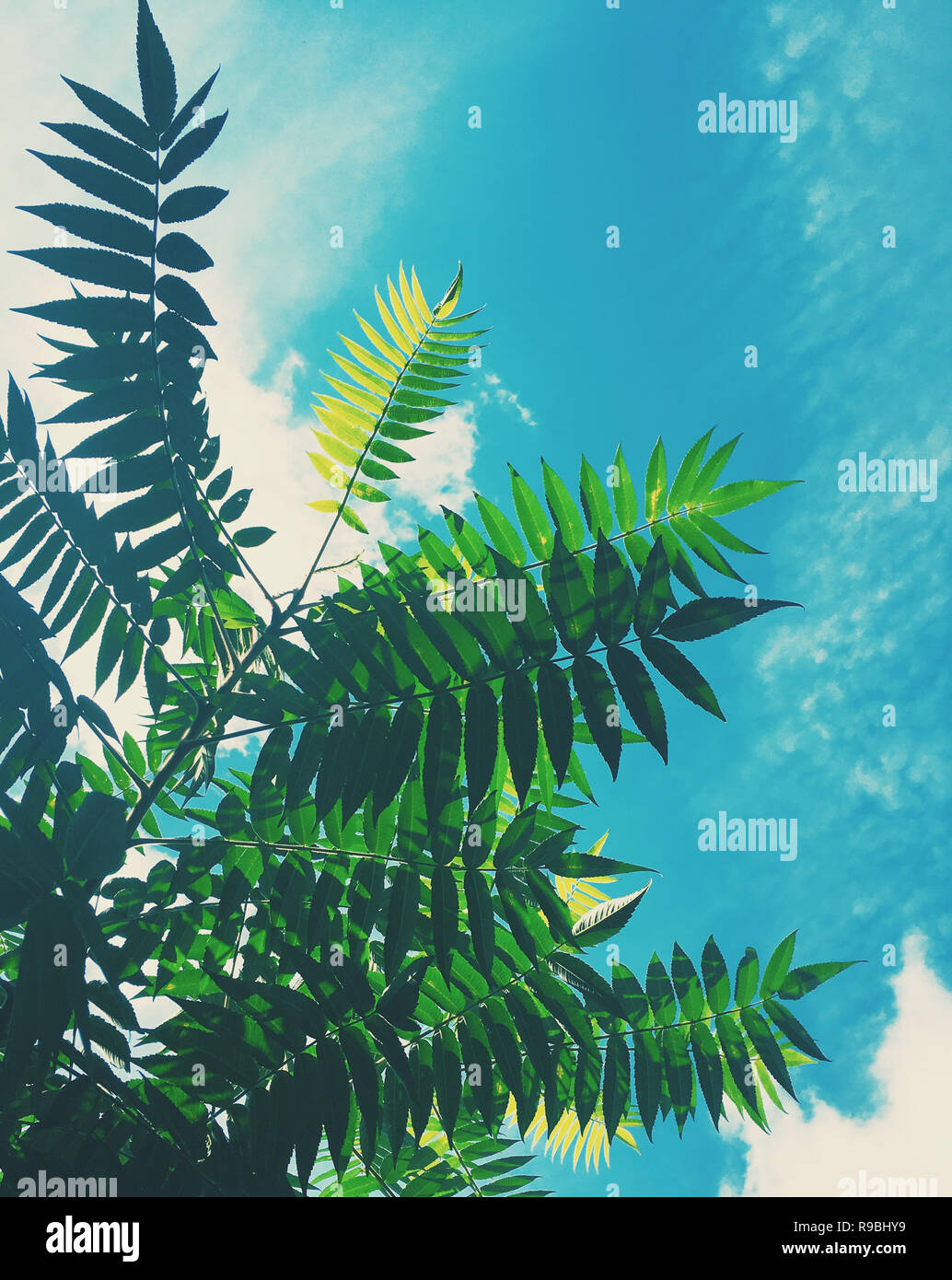 beauty of nature - environment, ecology, plants and gardening concept ...