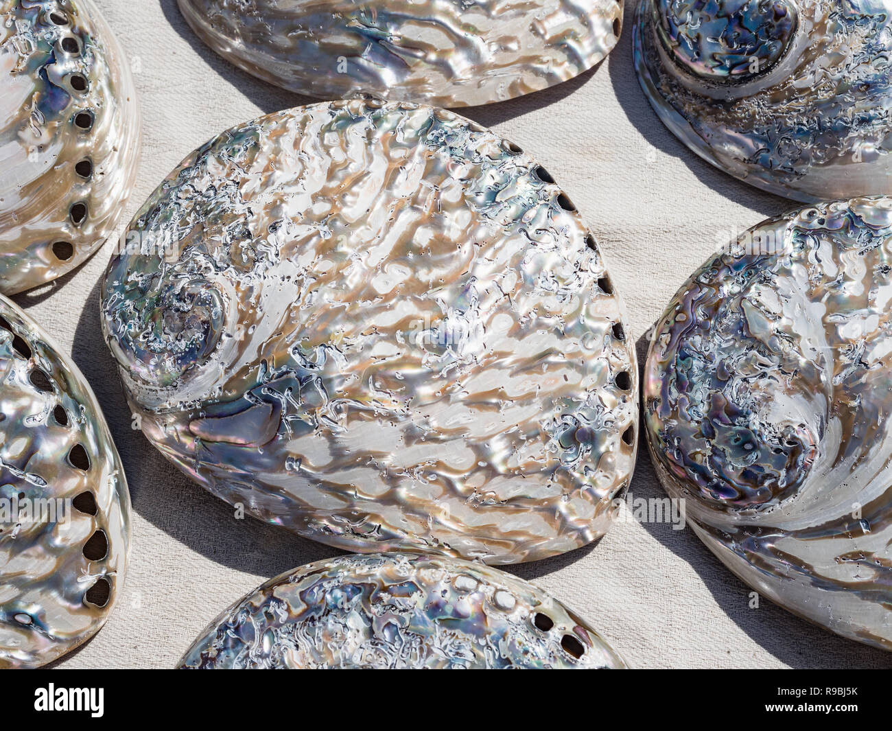 Mother of pearl sea shells close up background. Beautiful colorful ...