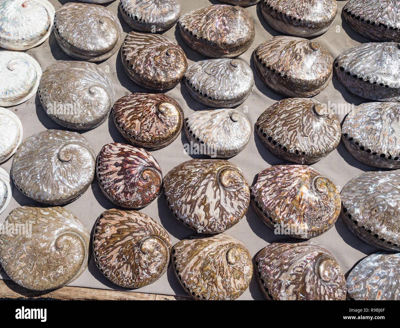 Mother of pearl sea shells close up background. Beautiful colorful ...
