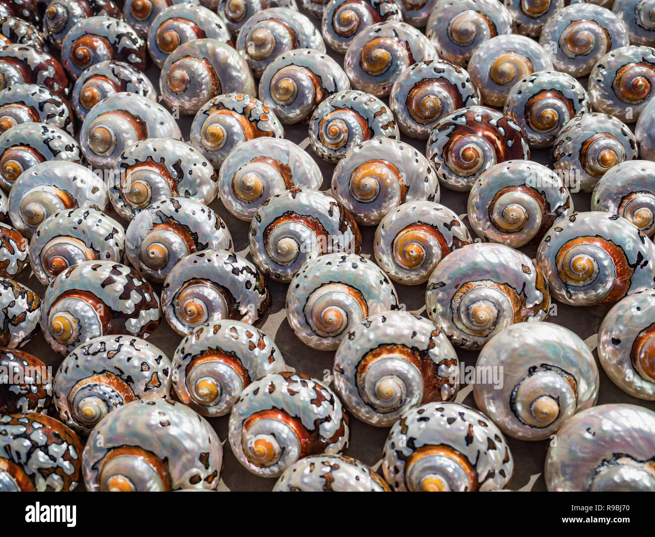 Mother of pearl sea shells close up background. Beautiful colorful ...