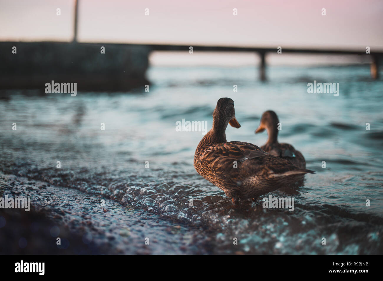 Ducks on Bavarian Beach Stock Photo - Alamy