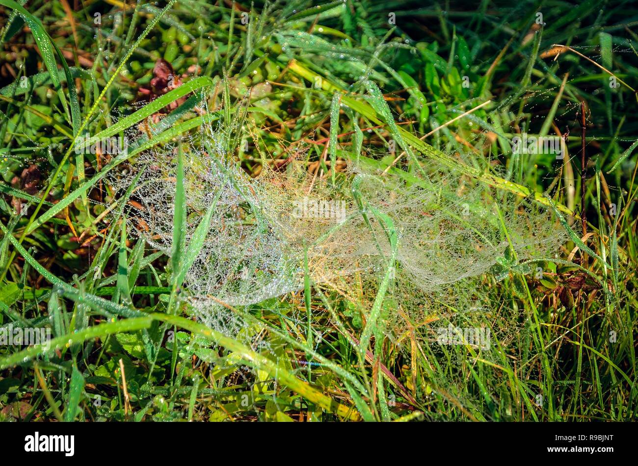 Natural beautiful background. Spider web illuminated by the sun on ...