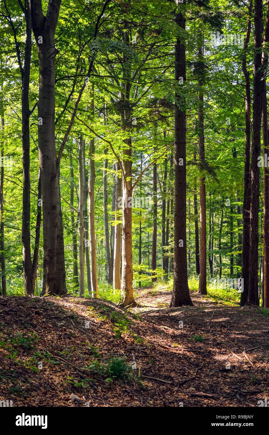Beautiful green forest landscape. Trees in the forest lit by the sun in ...