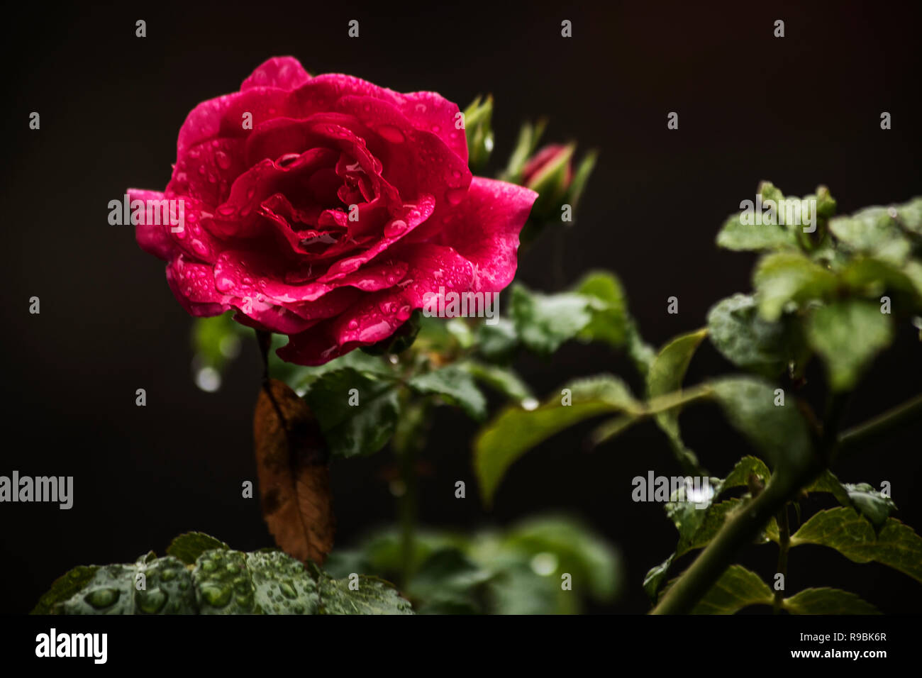 Colourful floral theme Stock Photo - Alamy