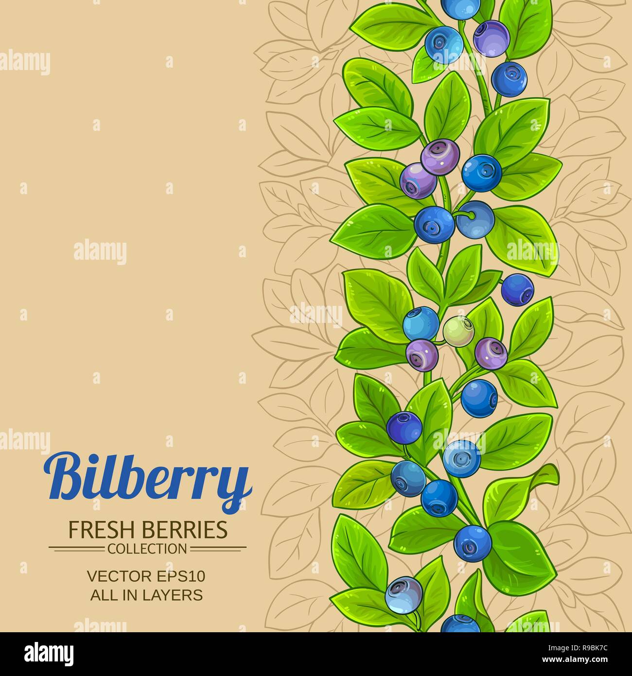 Bilberry branch fresh green Stock Vector Images - Alamy