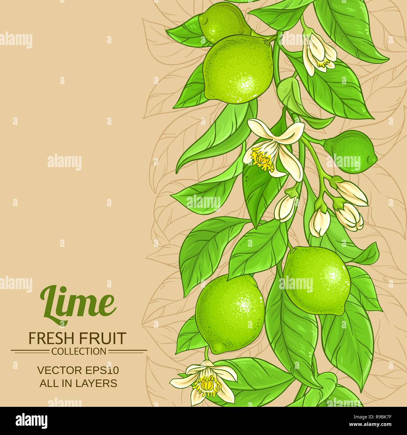 Lime vector hi-res stock photography and images - Alamy