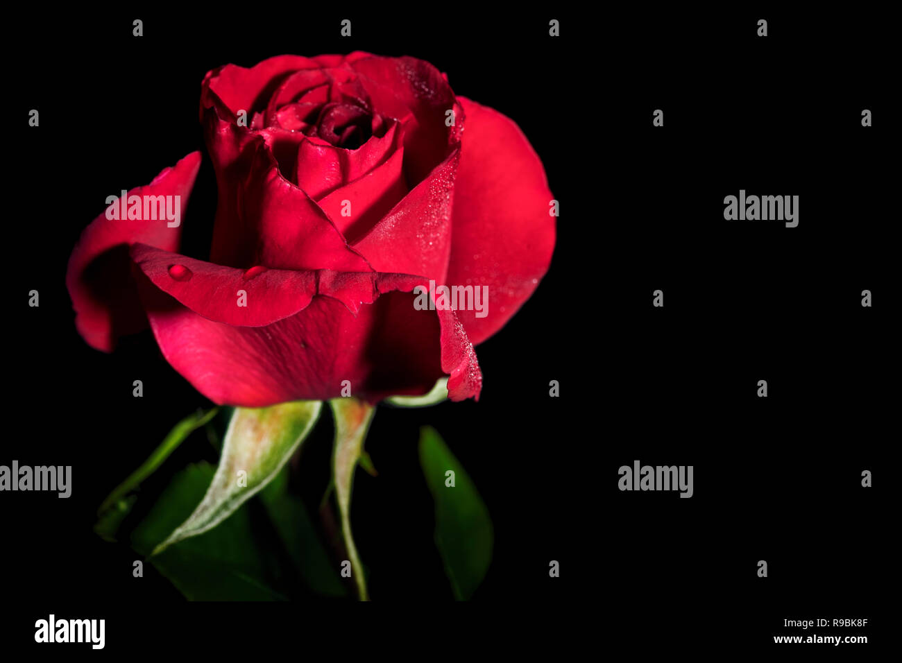 Colourful floral theme Stock Photo - Alamy