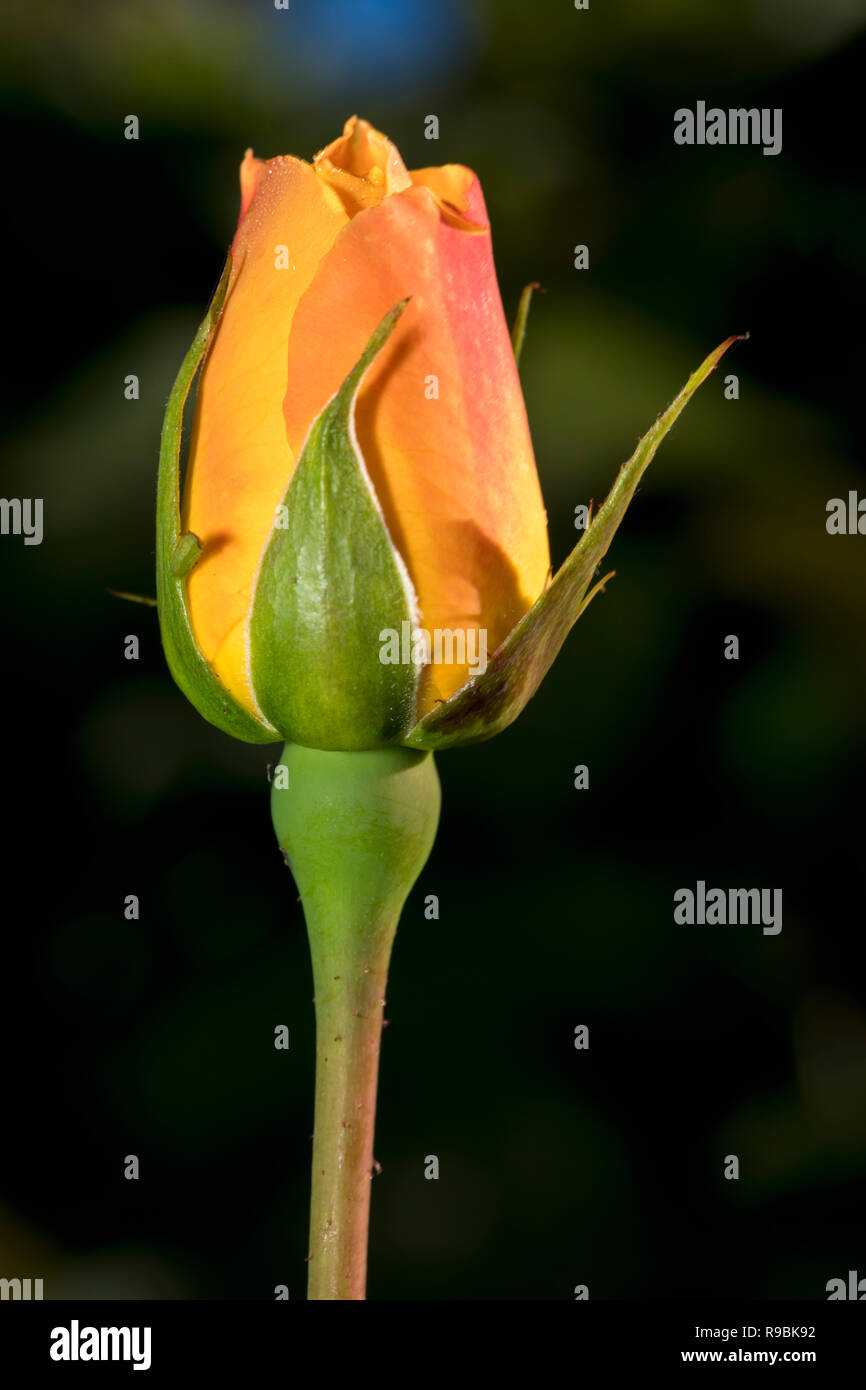 Colourful floral theme Stock Photo - Alamy