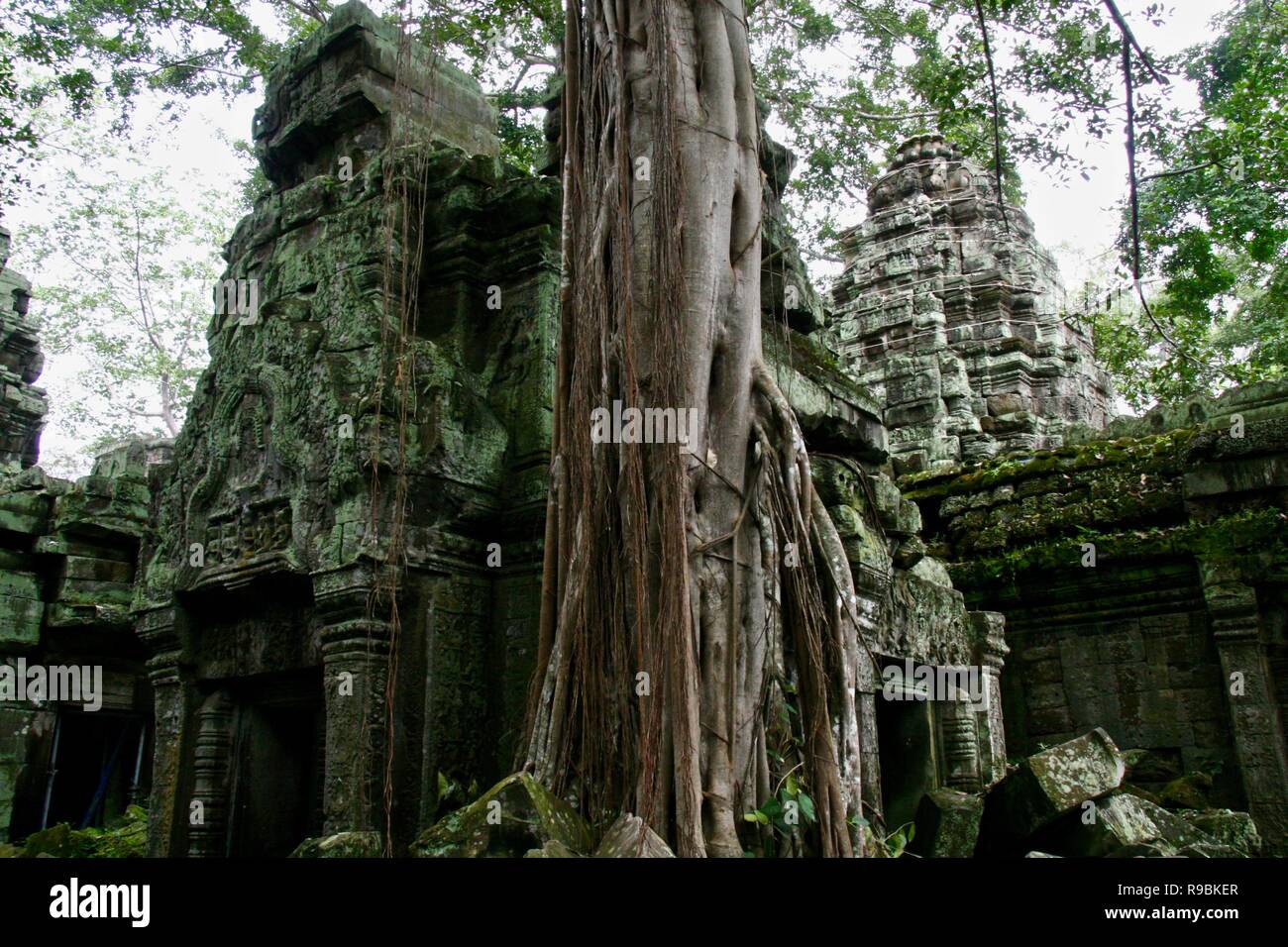 Huge tree growing on jungle ruins in Cambodia Stock Photo - Alamy