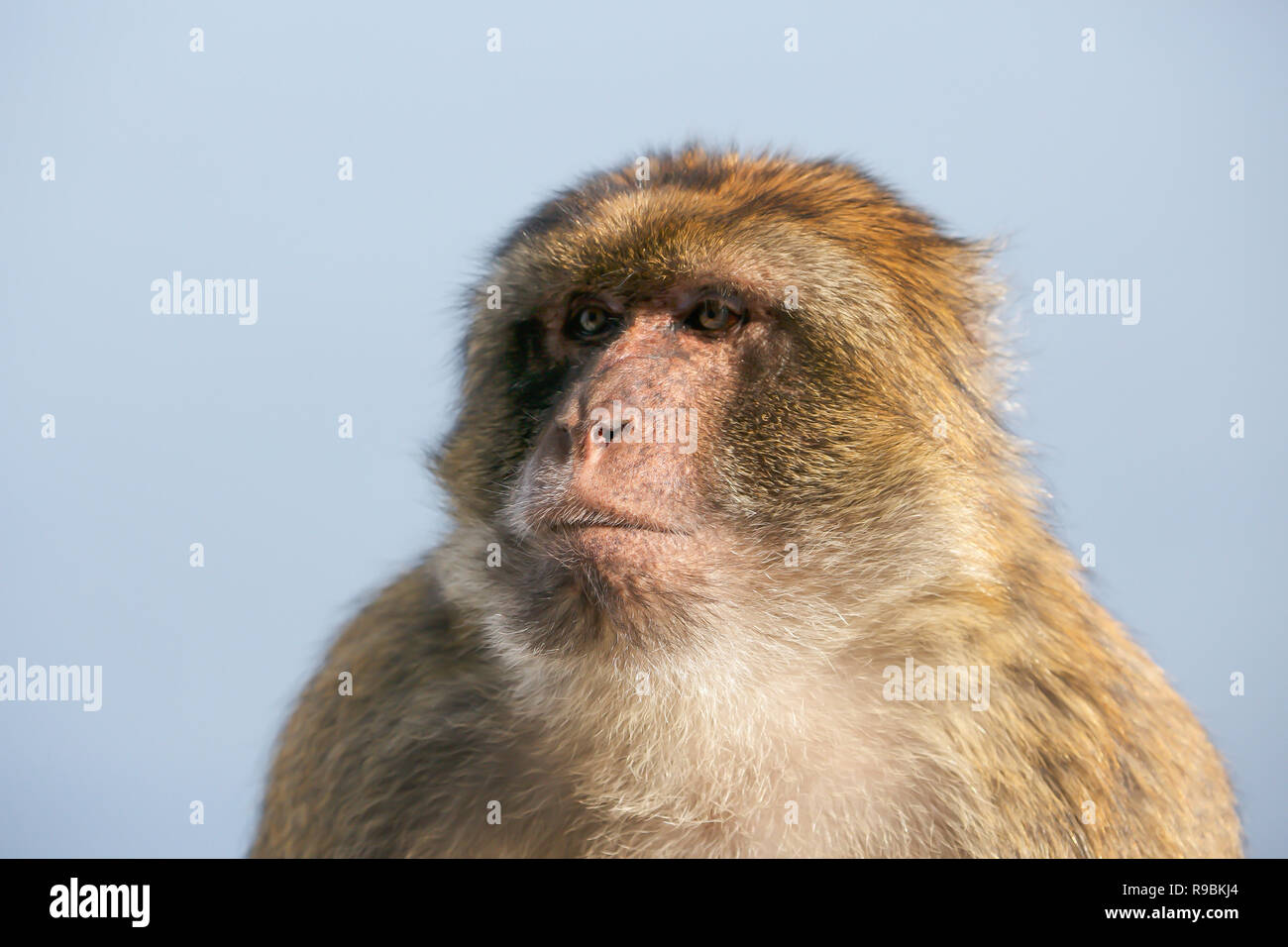 Gibraltar ape teeth hi-res stock photography and images - Alamy