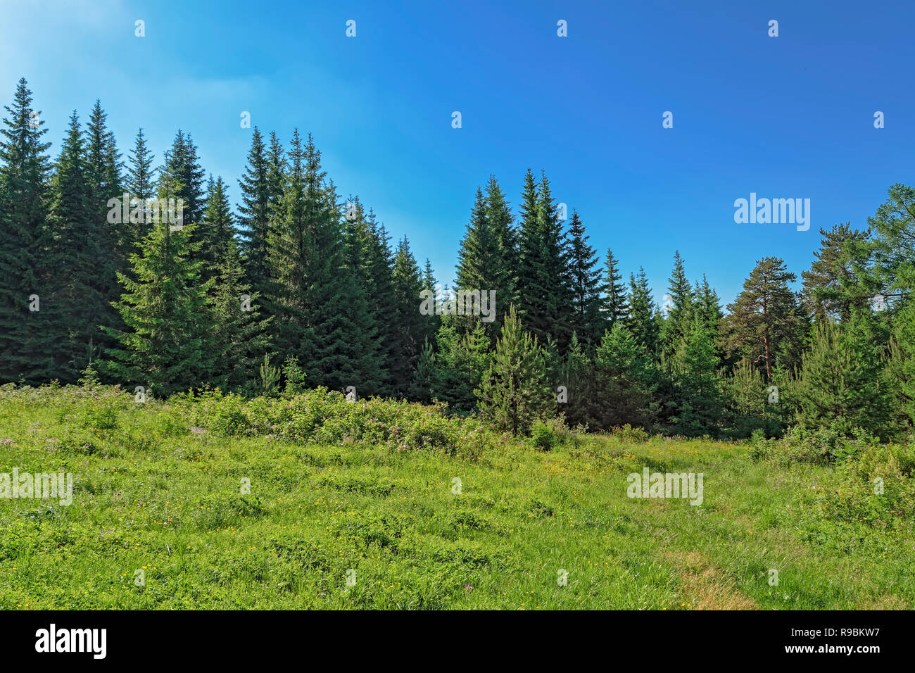 coniferous forest and meadow in sunny day Stock Photo - Alamy