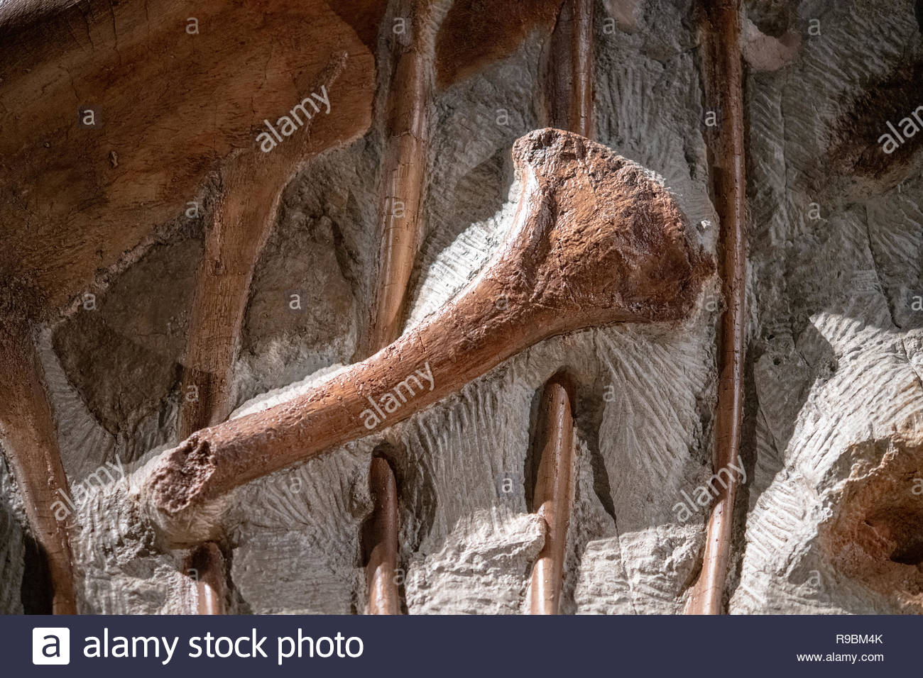 Dinosaur Bone Display High Resolution Stock Photography and Images - Alamy