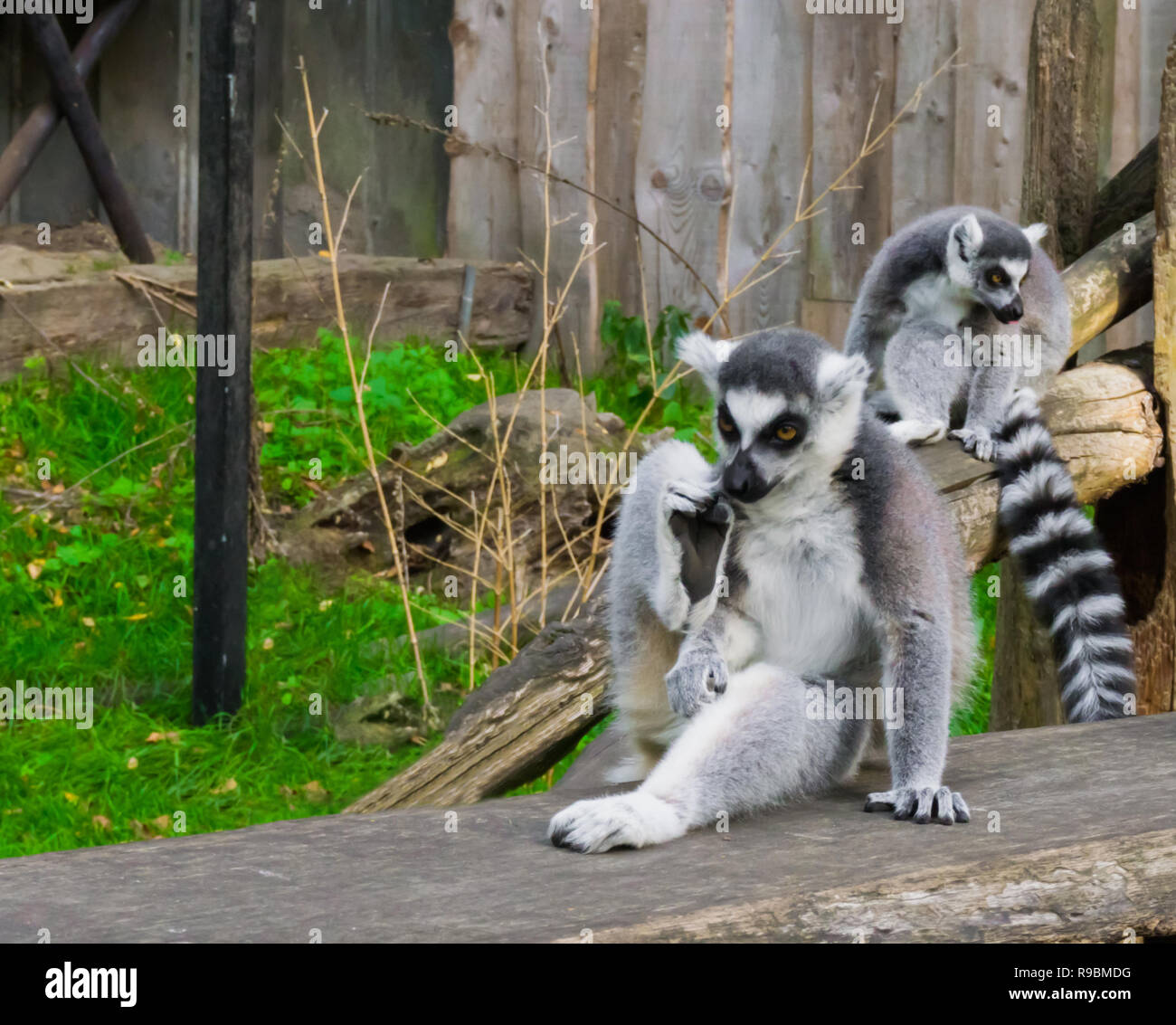 funny ring tailed lemur monkey sitting in a cool and relaxing pose ...
