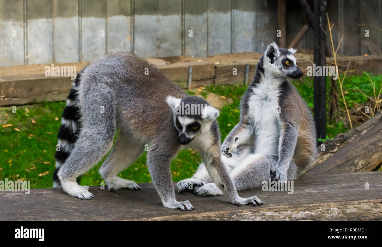 two ring tailed lemurs together, one walking and one sitting, endangered monkey specie from ...