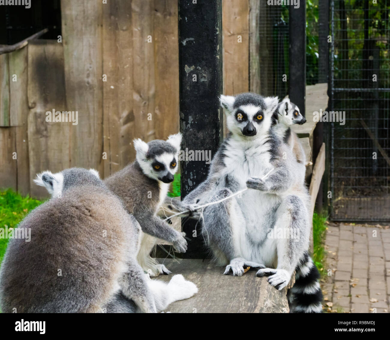 Family of ring tailed lemurs sitting together, a group of endangered ...
