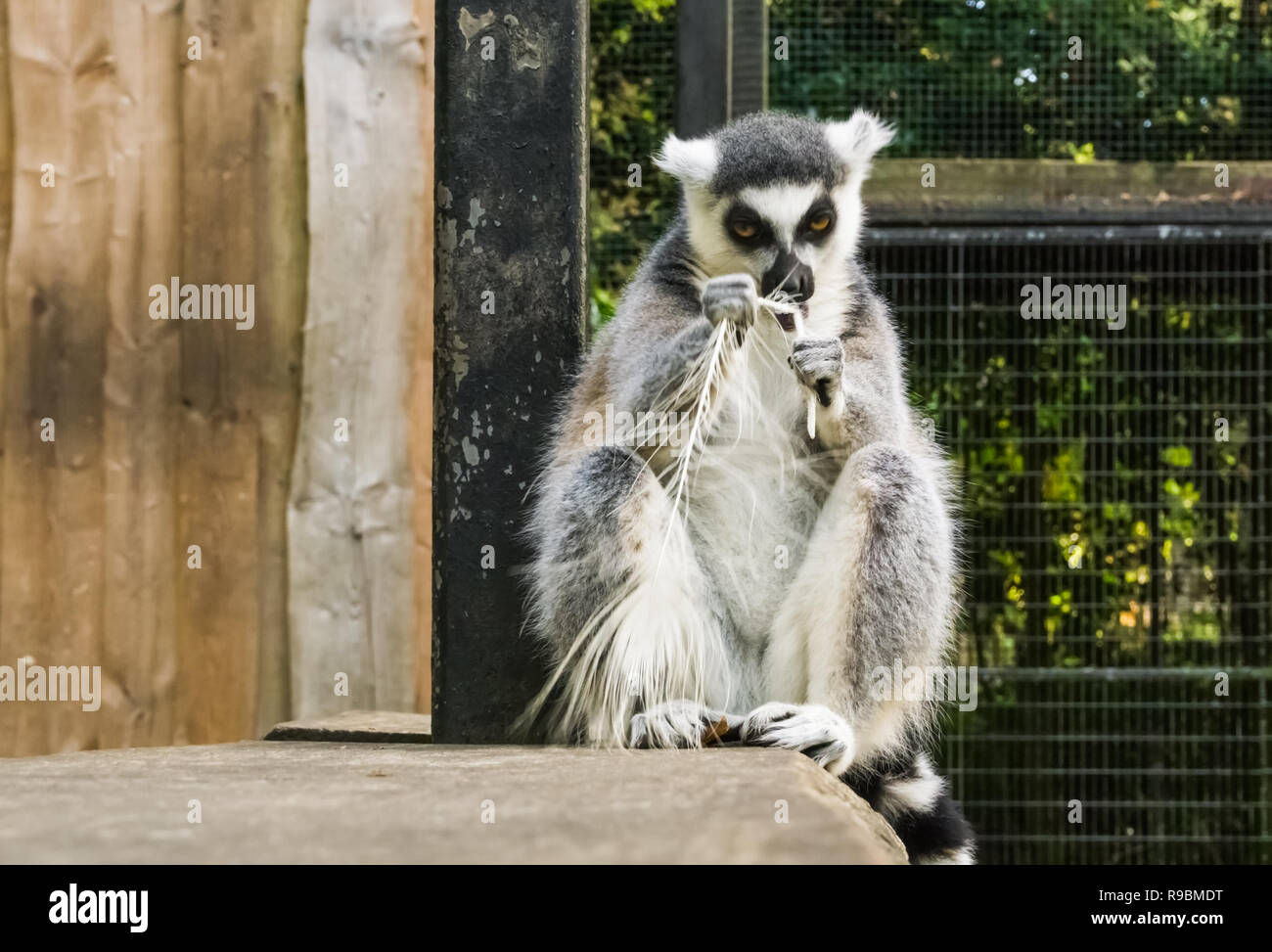 very angry ring tailed lemur breaking a feather, animal expressing ...