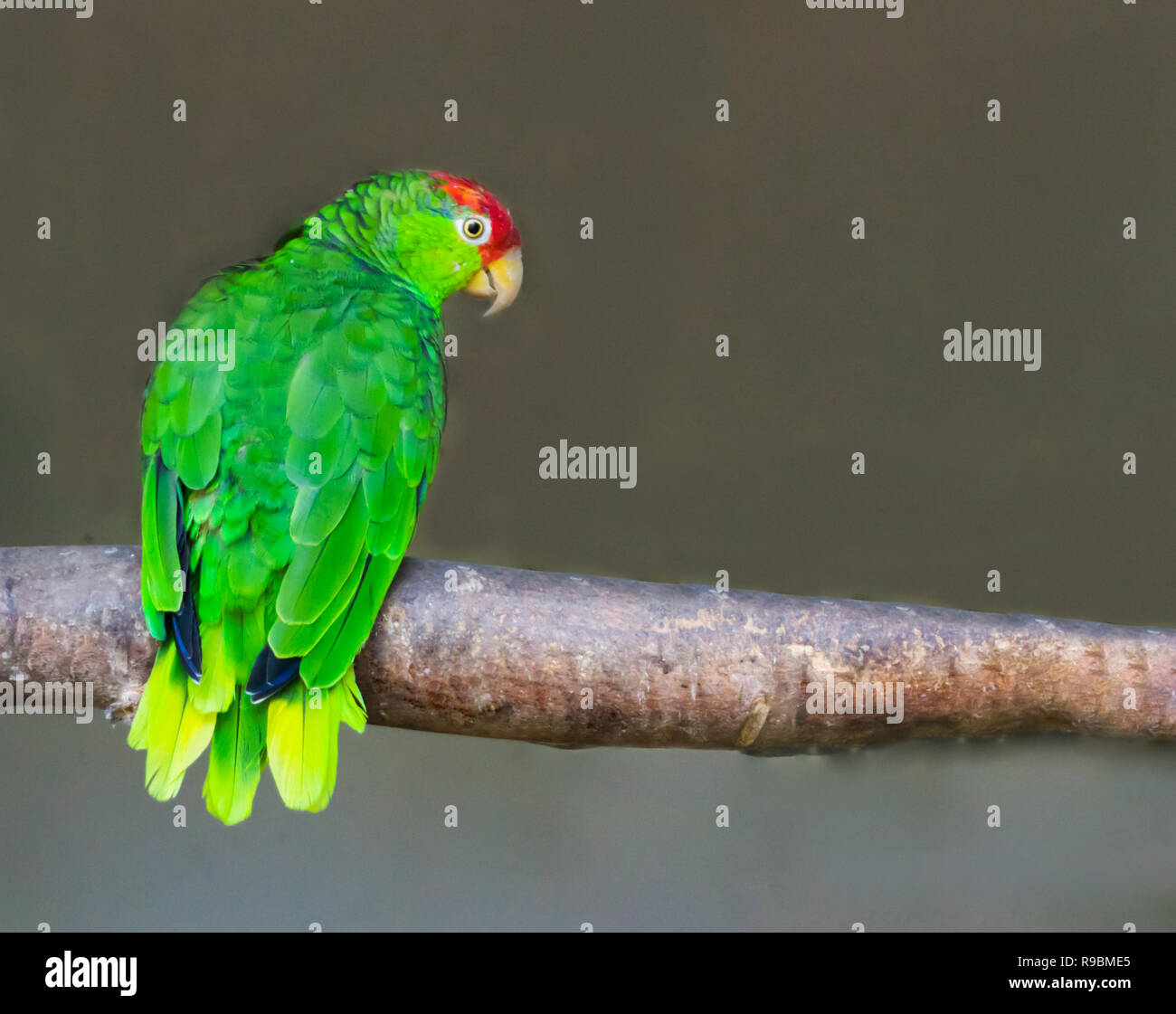 red crowned amazon parrot sitting on a branch, a endangered bird specie ...