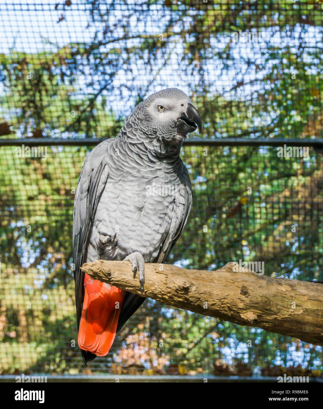 african grey parrot sitting on a tree branch, a tropical endangered ...