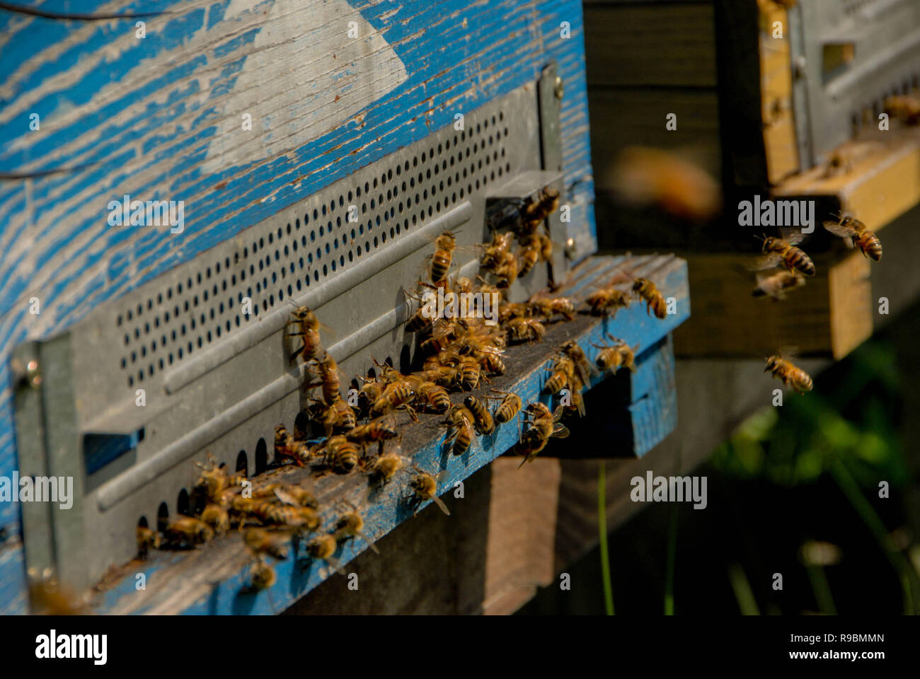 Cell with royal jelly hi-res stock photography and images - Alamy