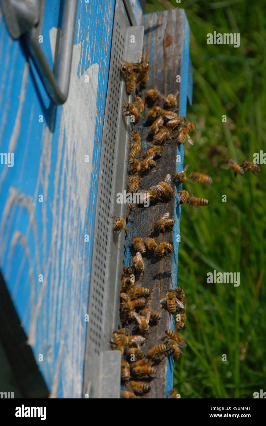 Bees flying in front of the hive entry Stock Photo - Alamy