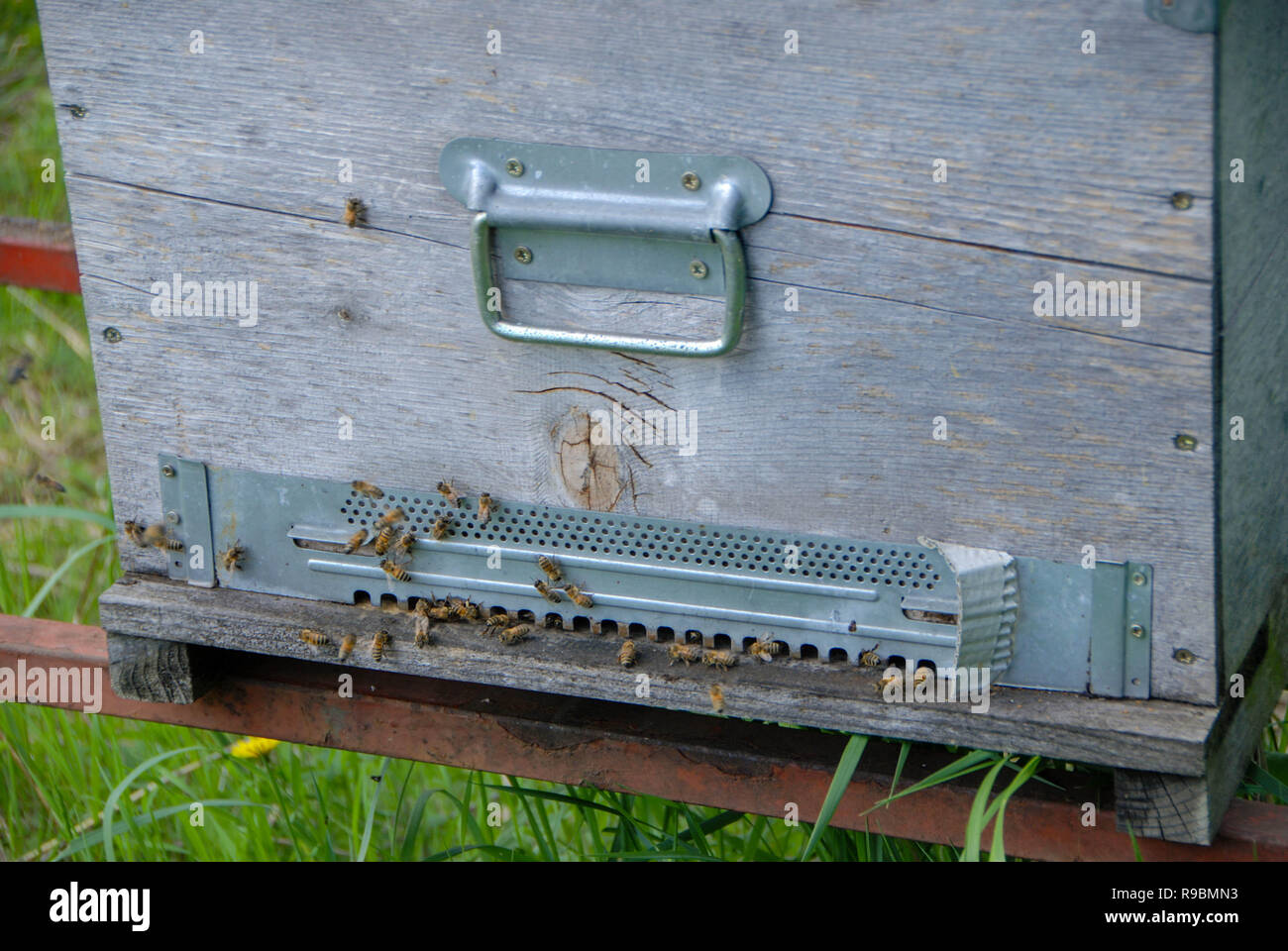 Bees flying in front of the hive entry Stock Photo - Alamy