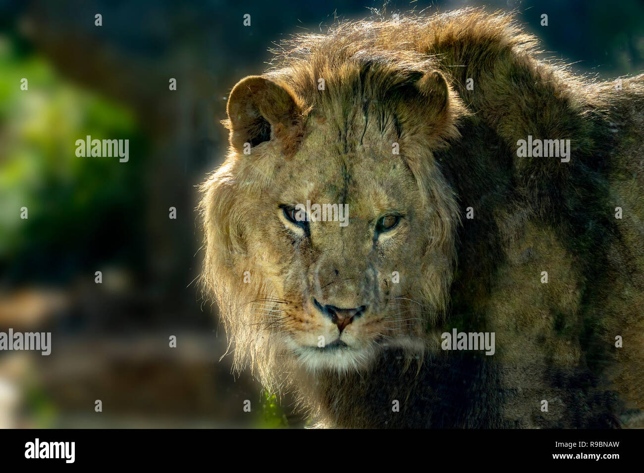 male lion eyes close up detail looking at you Stock Photo - Alamy