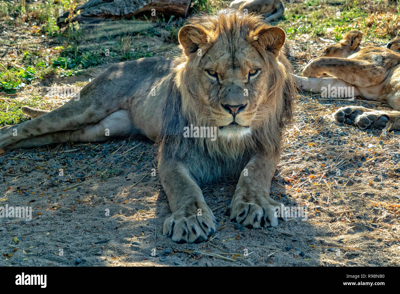 male lion eyes close up detail looking at you Stock Photo - Alamy