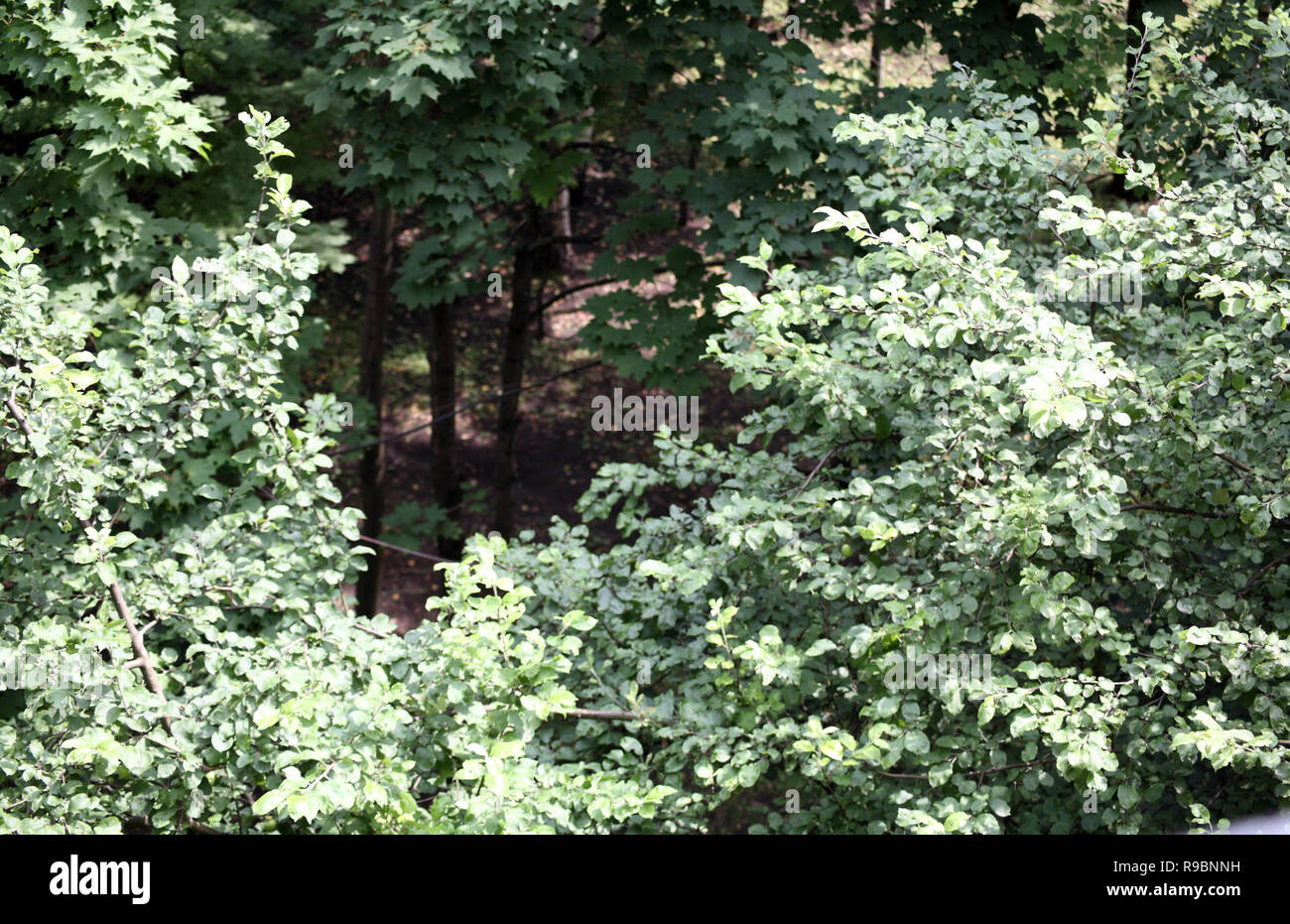 tree at summer Stock Photo - Alamy