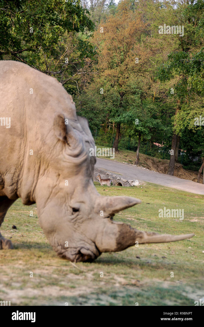 Rhino in natural habitat zoo hi-res stock photography and images - Alamy