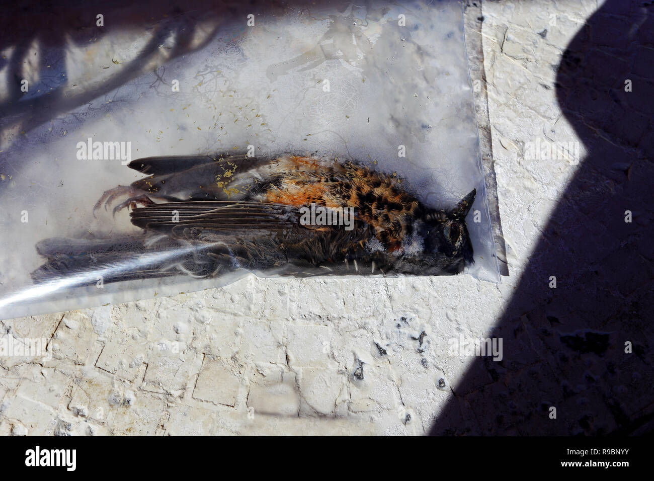 Bird surreal hi-res stock photography and images - Alamy