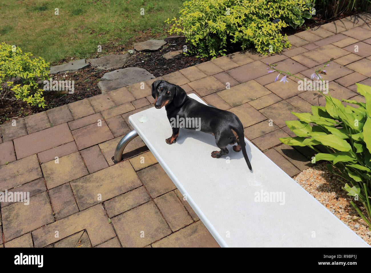 Dachshund on diving board Stock Photo - Alamy