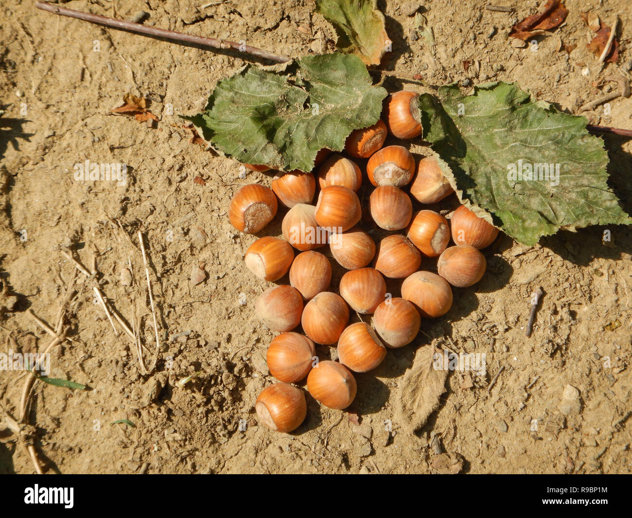 Hazelnuts on the ground ready to be harvested, Cortemilia, Piedmont ...