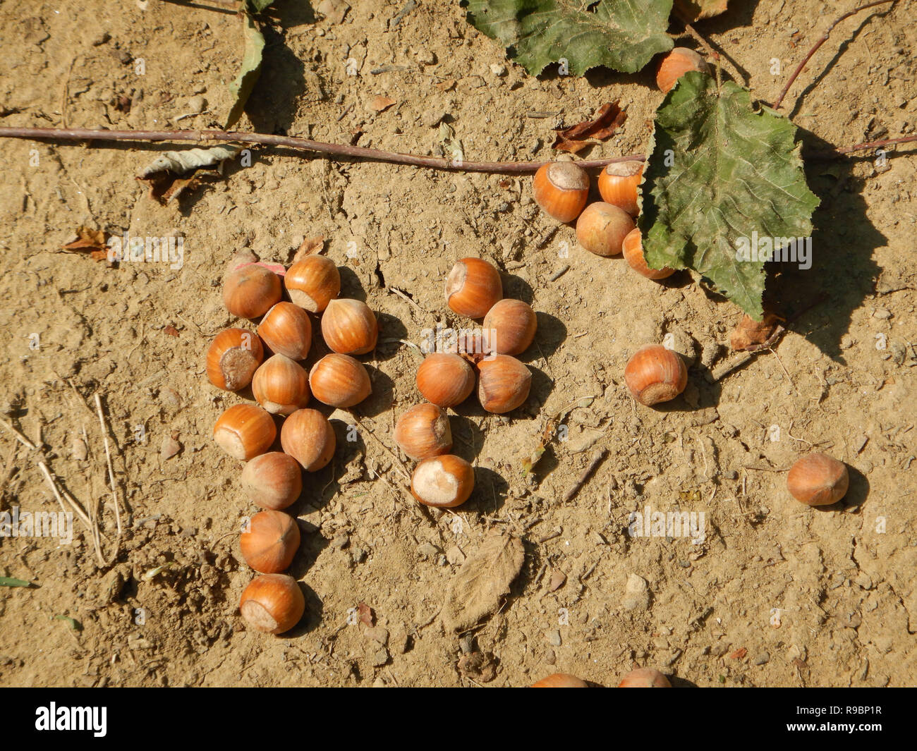 Hazelnuts on the ground ready to be harvested, Cortemilia, Piedmont ...