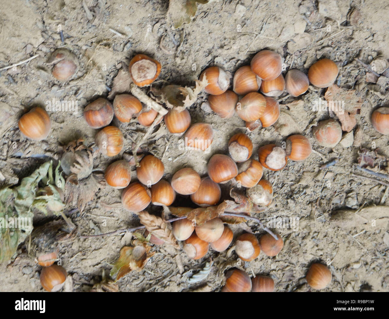 Hazelnuts on the ground ready to be harvested, Cortemilia, Piedmont ...