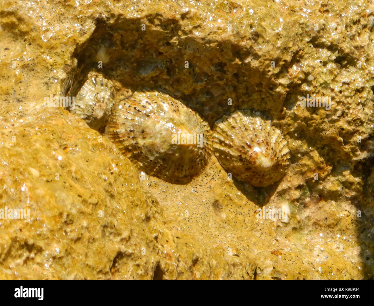 Patella Vulgate High Resolution Stock Photography and Images - Alamy